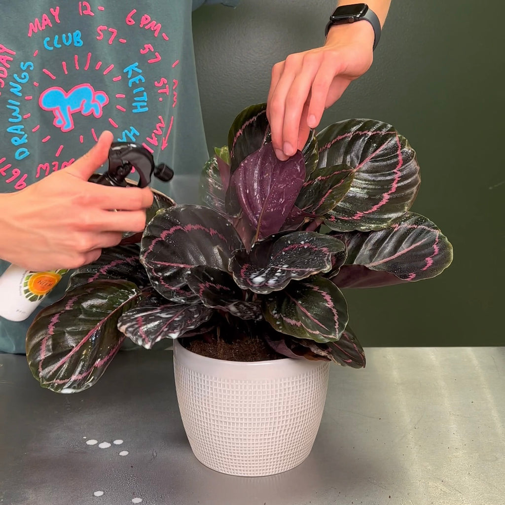 Houseplant Pest Spray – Perfect Plantista