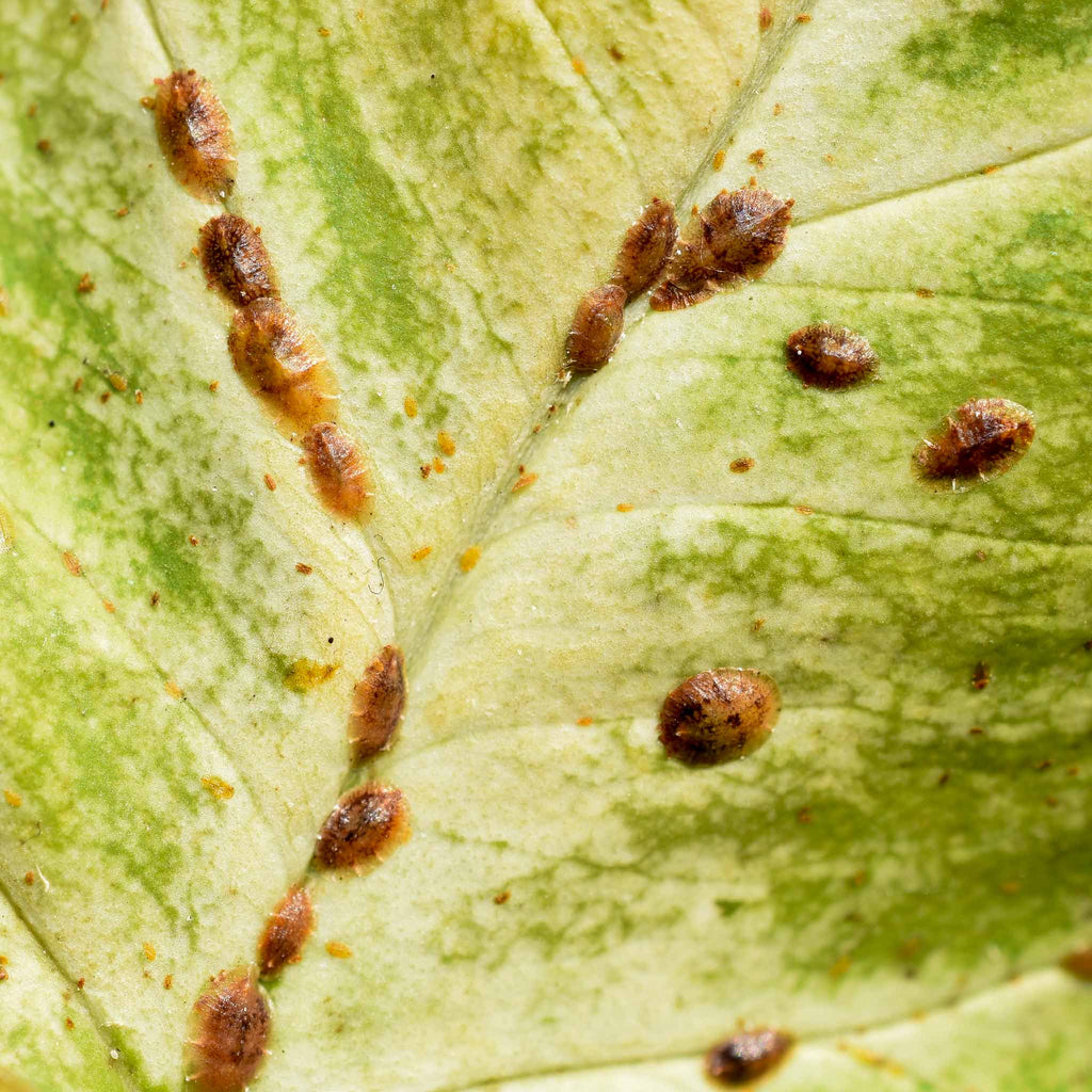 Houseplant Pest Spray – Perfect Plantista