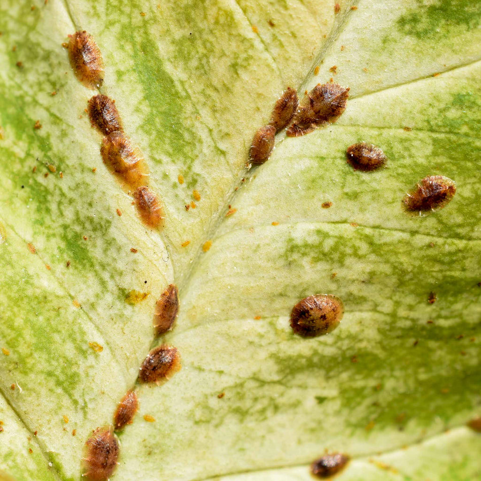 Houseplant Pest Spray – Perfect Plantista